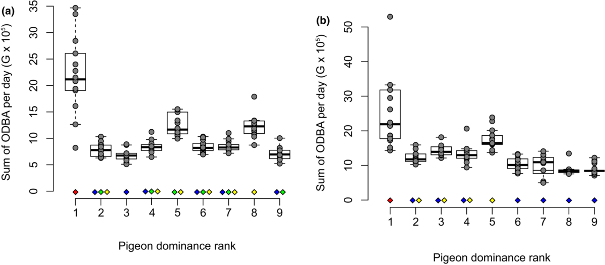 Dominant pigeons move more - British Ornithologists' Union