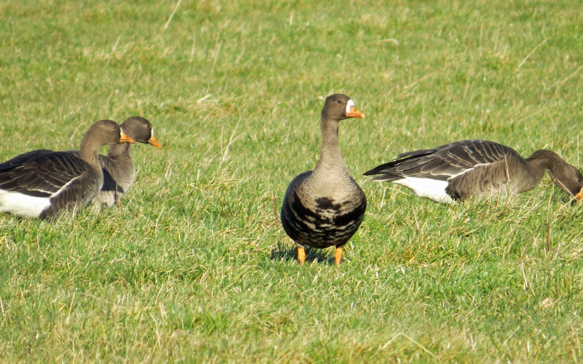Worried about the Greenland White-fronted Goose - British ...