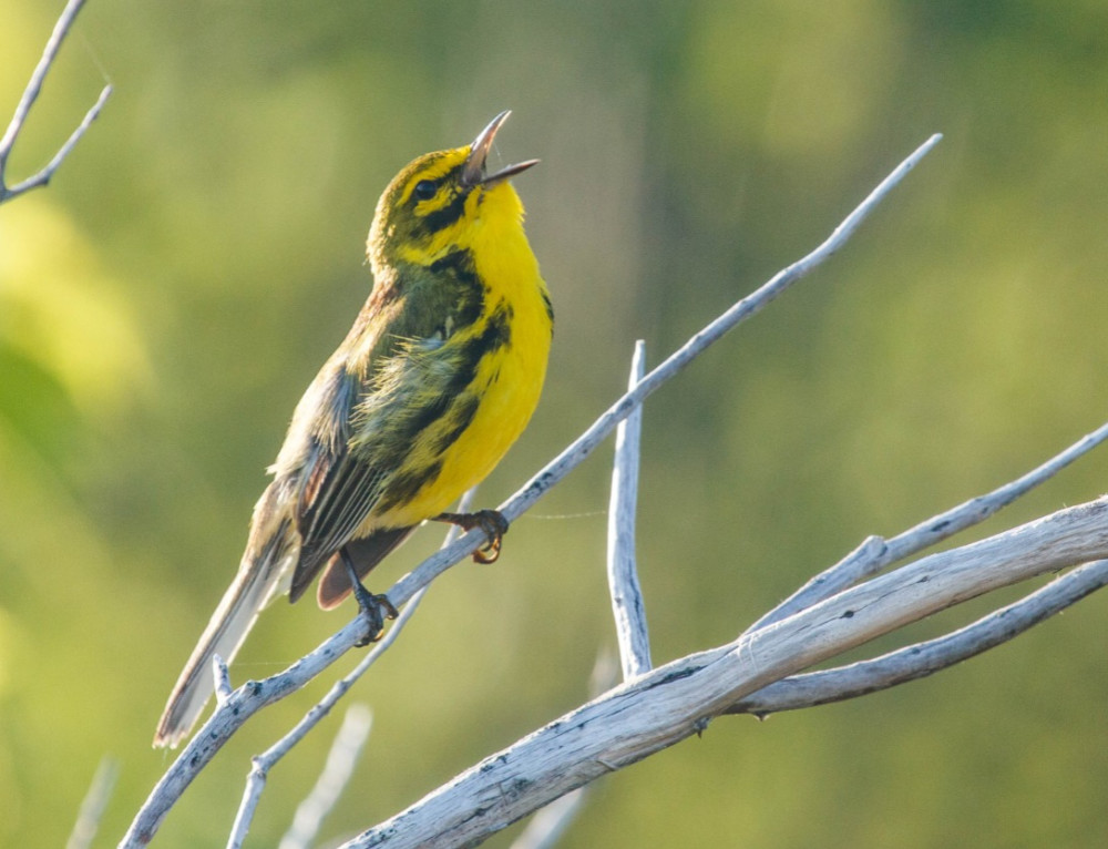 Got an old smartphone? Turn it to a bird-monitoring app - British ...