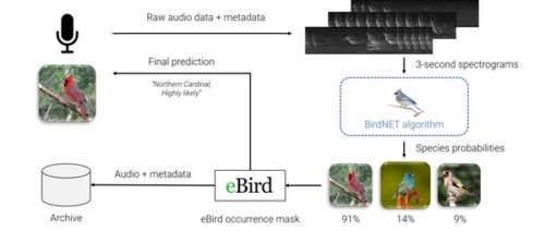 How to use BirdNET - British Ornithologists' Union
