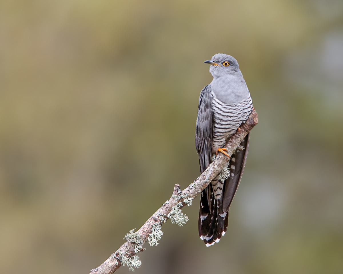 Reed management influences breeding performance of Common Cuckoos ...