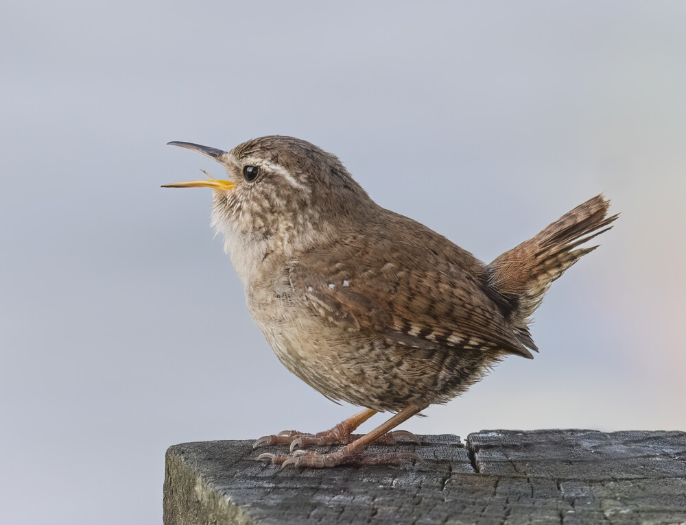 Got an old smartphone? Turn it to a bird-monitoring app - British ...