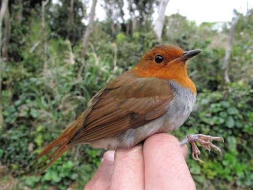 Robins on East Asian islands - British Ornithologists' Union