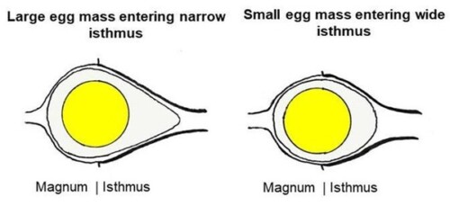 The mysterious basis of egg shape in birds - British Ornithologists' Union
