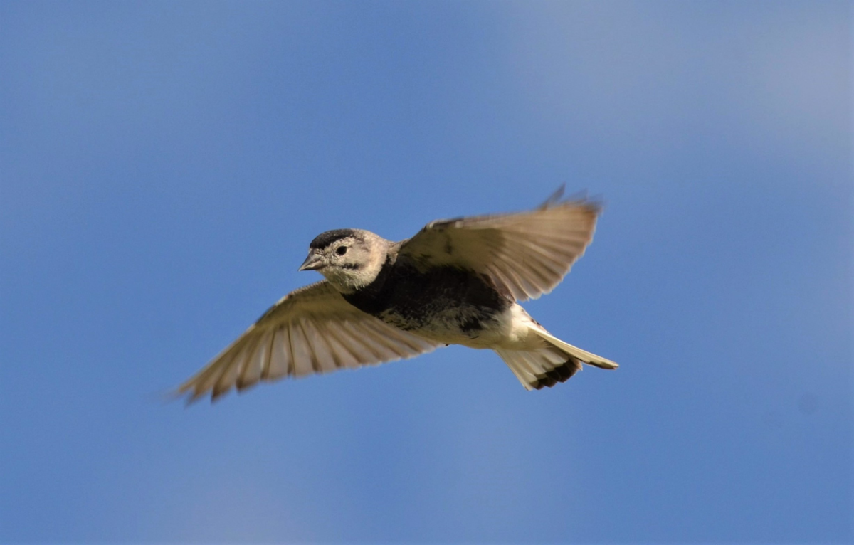 Fatal attraction or novel niche? - British Ornithologists' Union