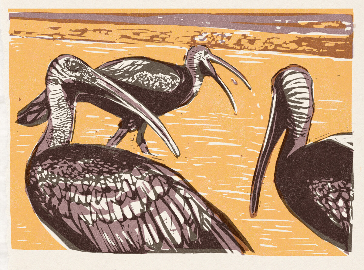 BOU Art Competition - British Ornithologists' Union