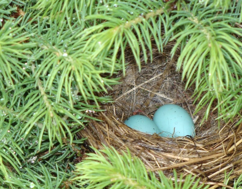 Clutch size increases with latitude - British Ornithologists' Union