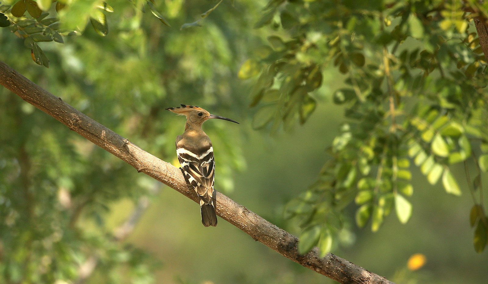 Editor's picks - British Ornithologists' Union