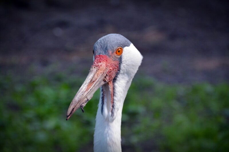 Global threats to grassland birds - British Ornithologists' Union