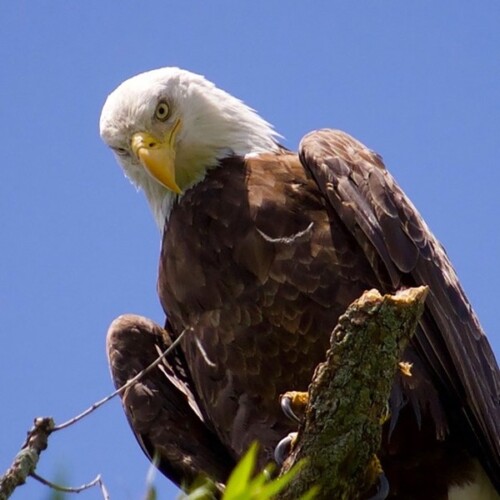 Lead ingestion by Bald Eagles - British Ornithologists' Union