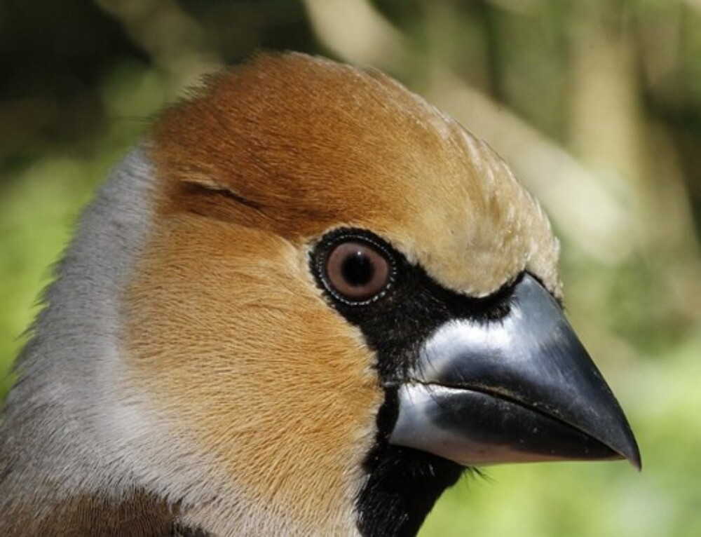 Introducing Solo: an open-source audio recorder for bioacoustic ...