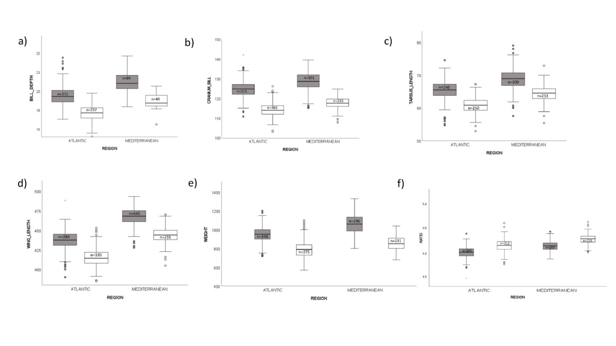 Being larger against all odds - British Ornithologists' Union
