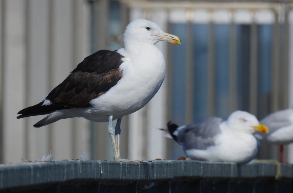 Changes to the British List (19 Sept 2023) - British Ornithologists' Union