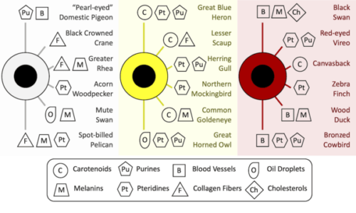 Why do birds have different eye colours? - British Ornithologists' Union