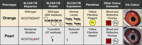 Why do birds have different eye colours? - British Ornithologists' Union