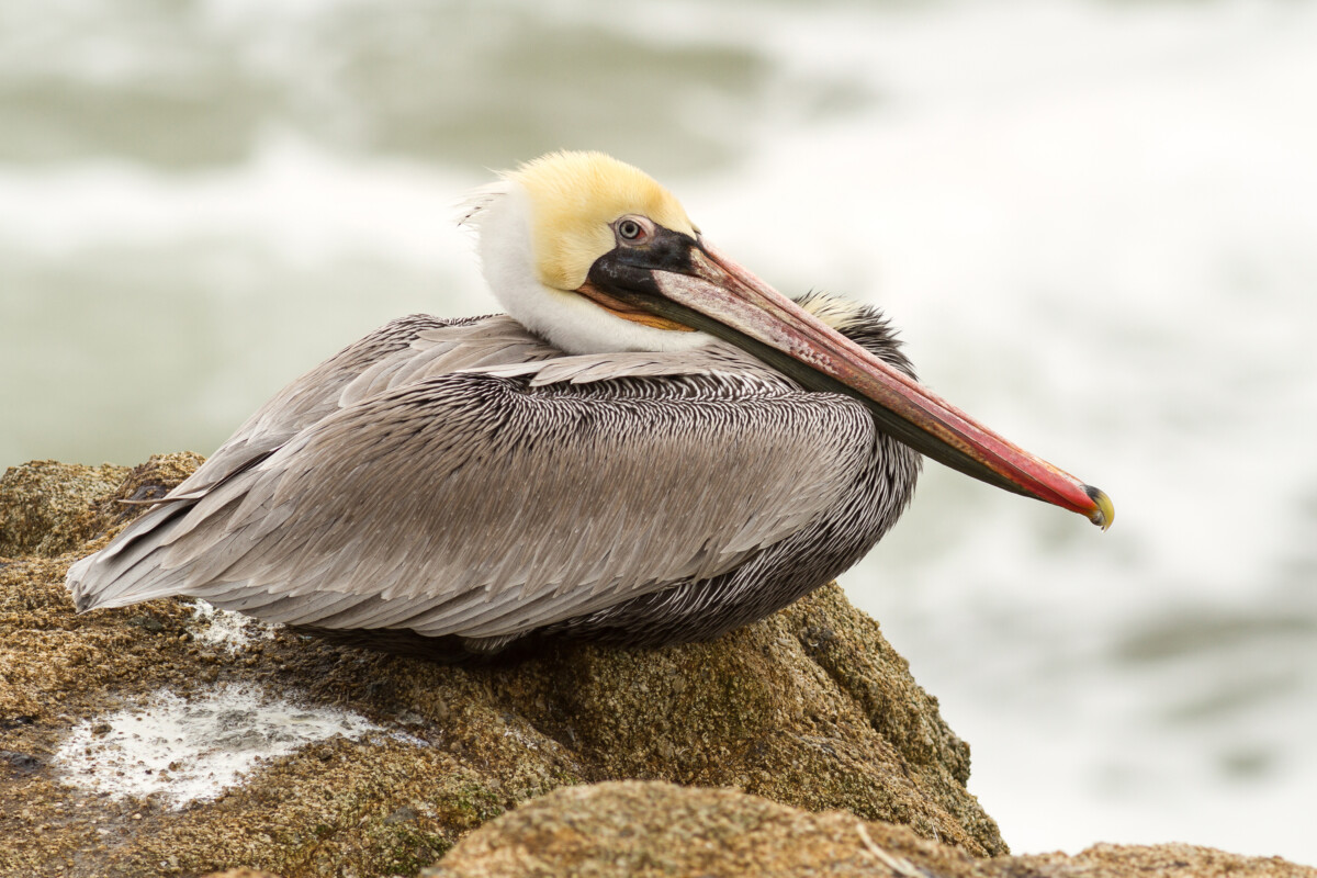 The rise and fall of pelican populations - British Ornithologists' Union
