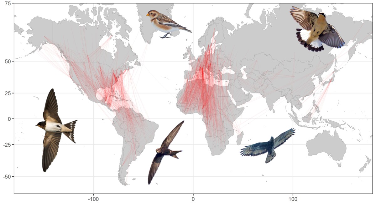 Keeping migratory connectivity simple - British Ornithologists' Union