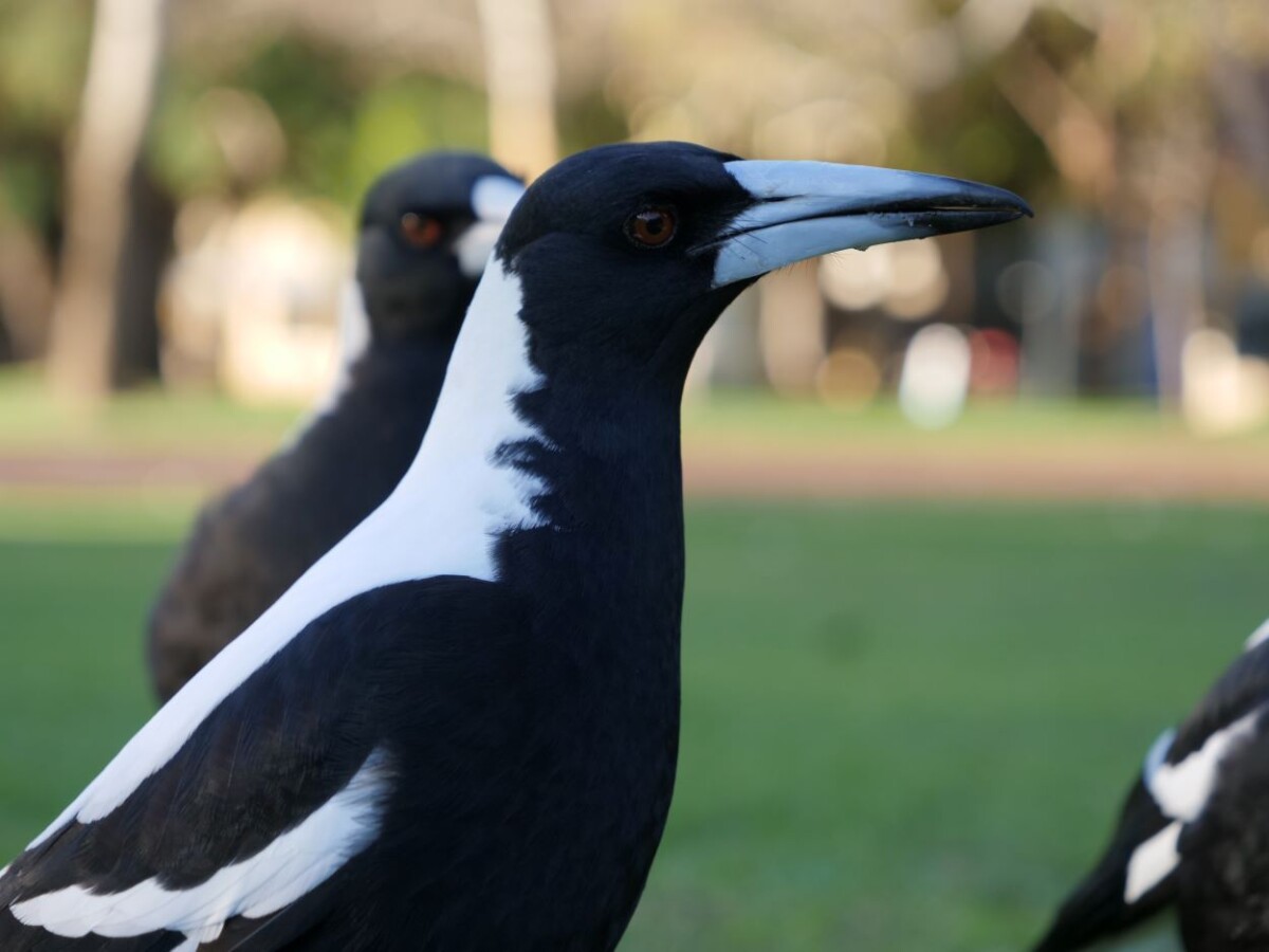 Cognition helps birds respond to man-made noise - British ...