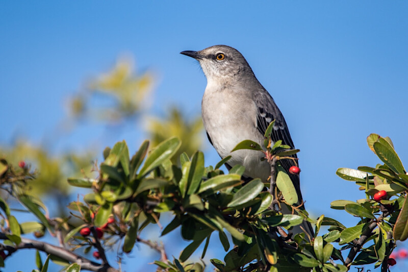 Do protected areas protect birds? - British Ornithologists' Union