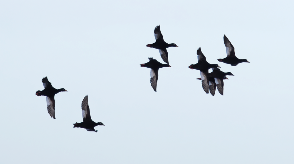 Changes to the British List (13 Feb 2024) - British Ornithologists' Union