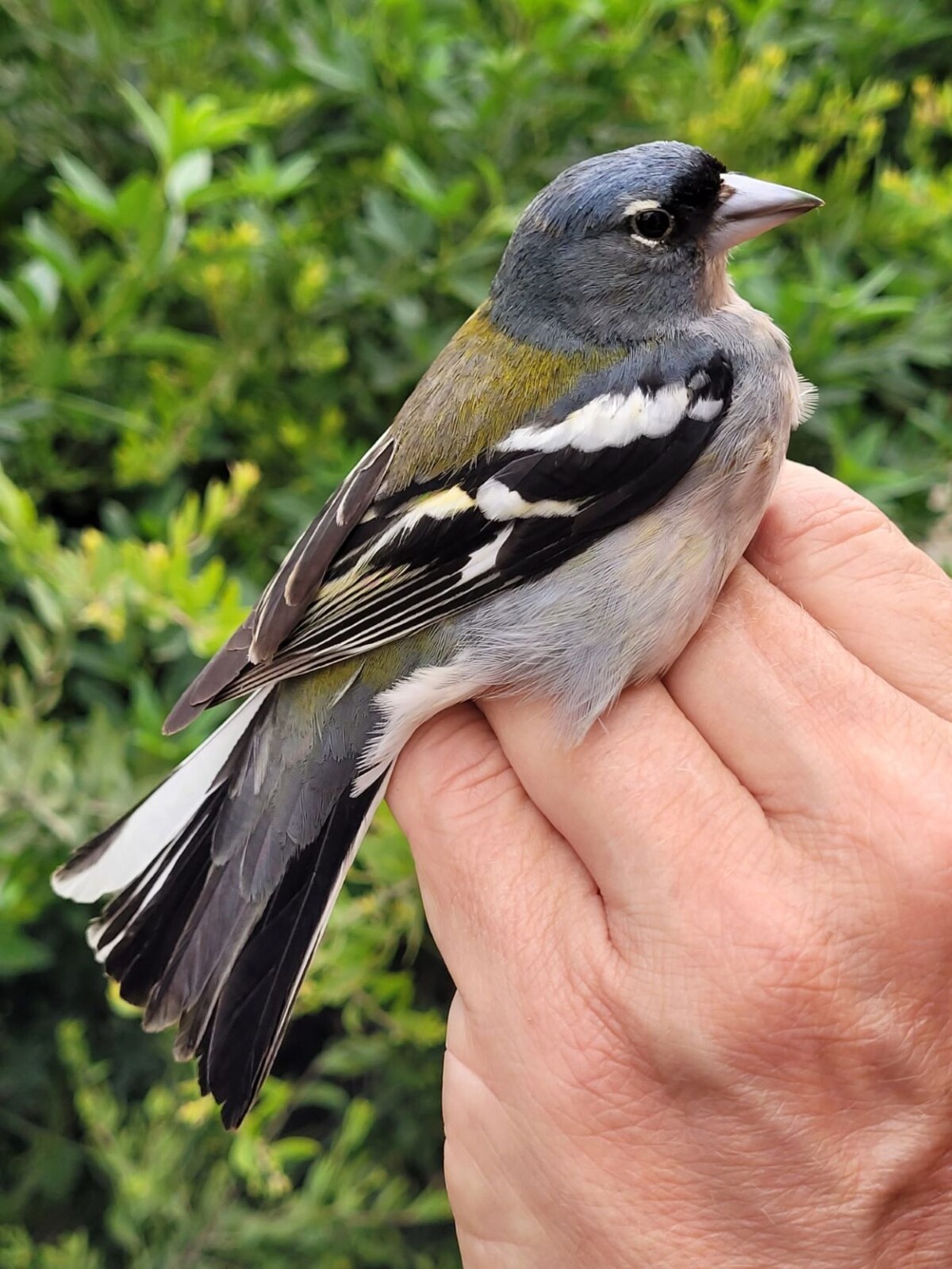 Iberia receives expat African birds - British Ornithologists' Union