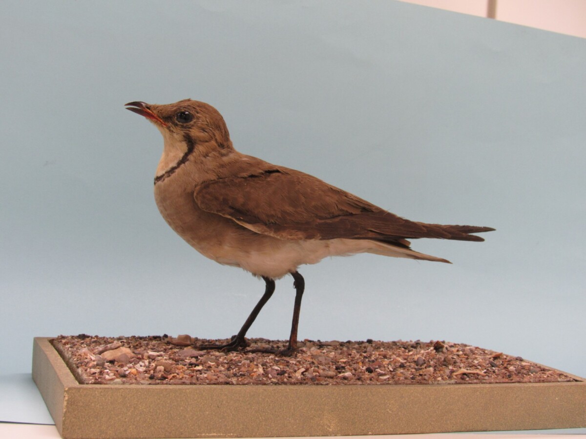 Changes to the British List (13 Aug 2024) - British Ornithologists' Union
