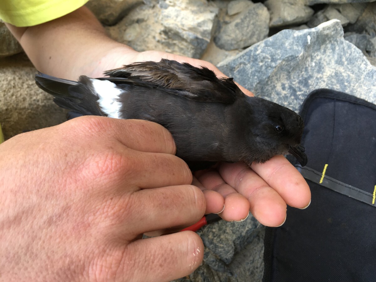 Changes to the British List (13 Aug 2024) - British Ornithologists' Union