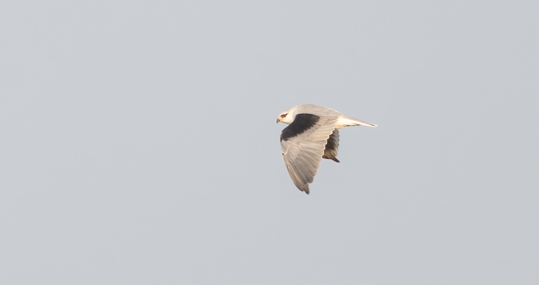 Changes to the British List (13 Aug 2024) - British Ornithologists' Union