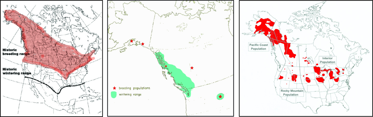 Swan Song - British Ornithologists' Union