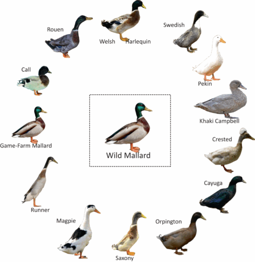 Wild Duck - British Ornithologists' Union