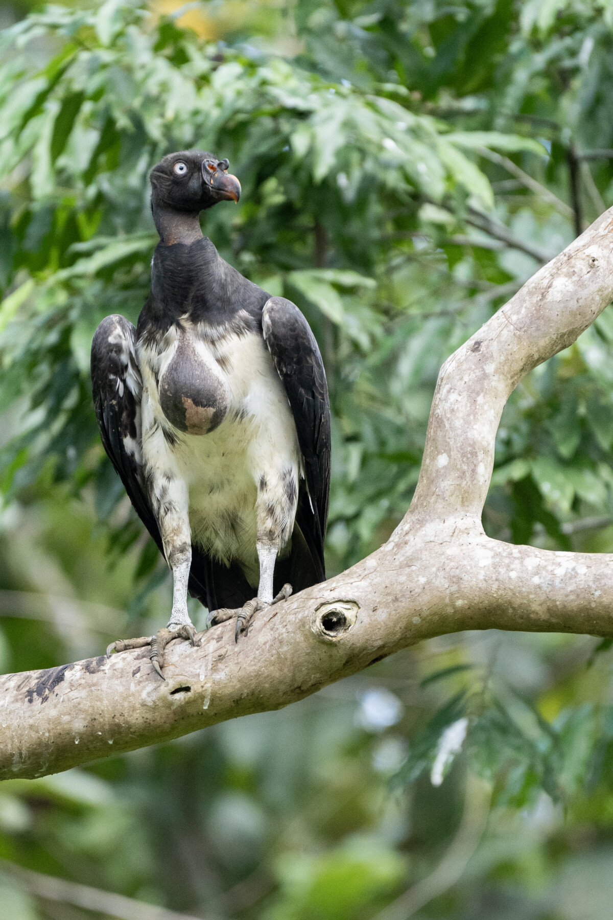 Uncovering secrets of King Vultures - British Ornithologists' Union