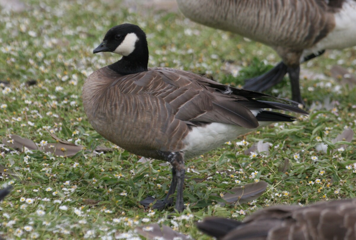 Revision of Category E of the British List - British Ornithologists' Union